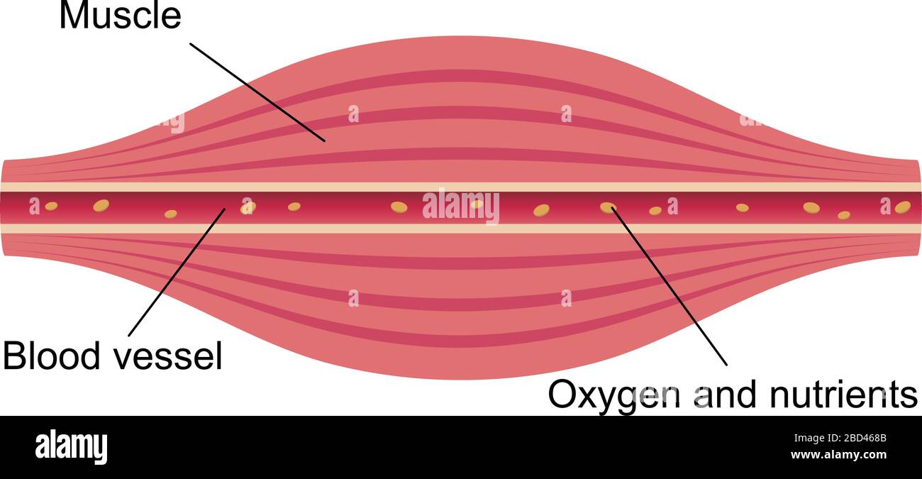 Healthy muscle flat illustration . section of muscle and vessel Stock ...
