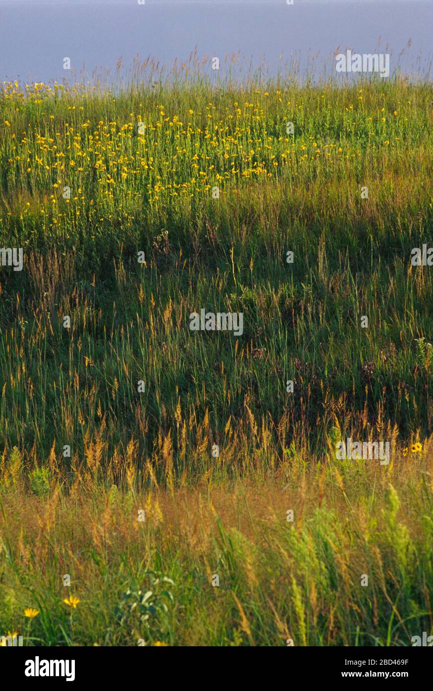 Prairie, Konza Prairie Preserve, Kansas Stock Photo - Alamy