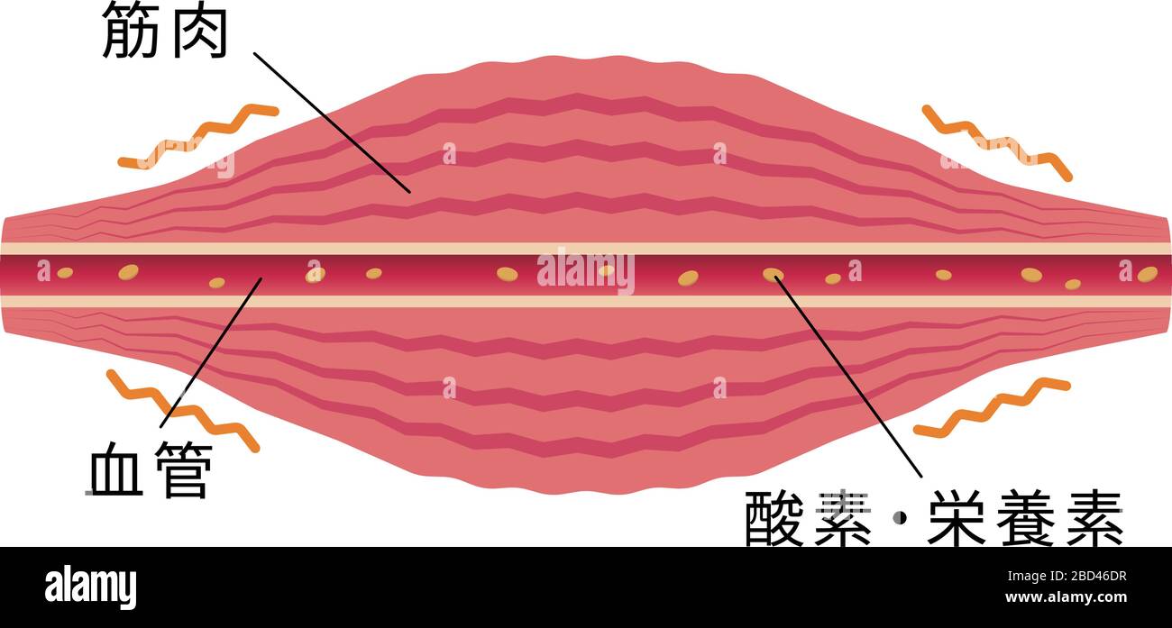 Tense muscles Stock Vector Images - Alamy