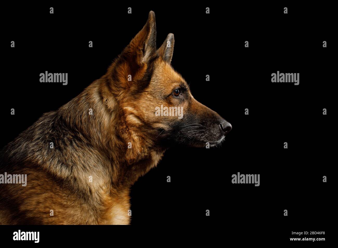 German shepherd close up hi-res stock photography and images - Alamy
