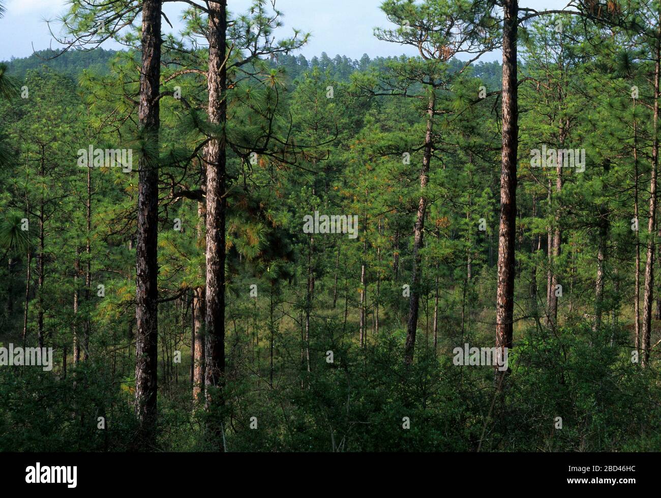Longleaf Vista view, Longleaf Trail National Scenic Byway, Kisatchie ...