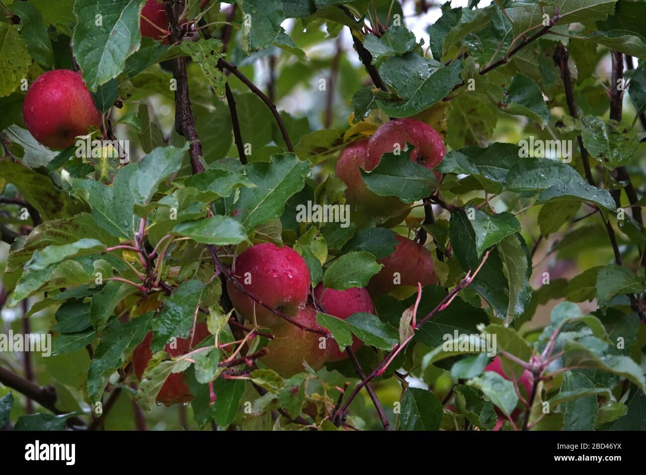 Romeapples hi-res stock photography and images - Alamy