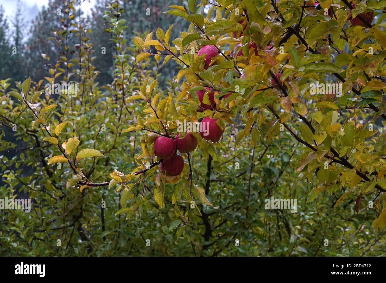 Buckner Orchard in Stehekin, Washington, has 175 of the original 400 ...