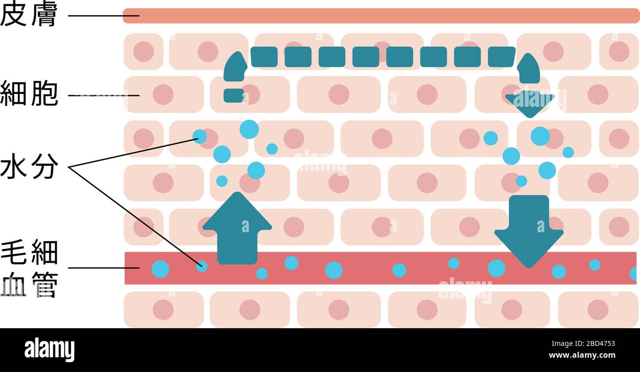 Illustration of normal skin condition (Normal moisture circulation ...