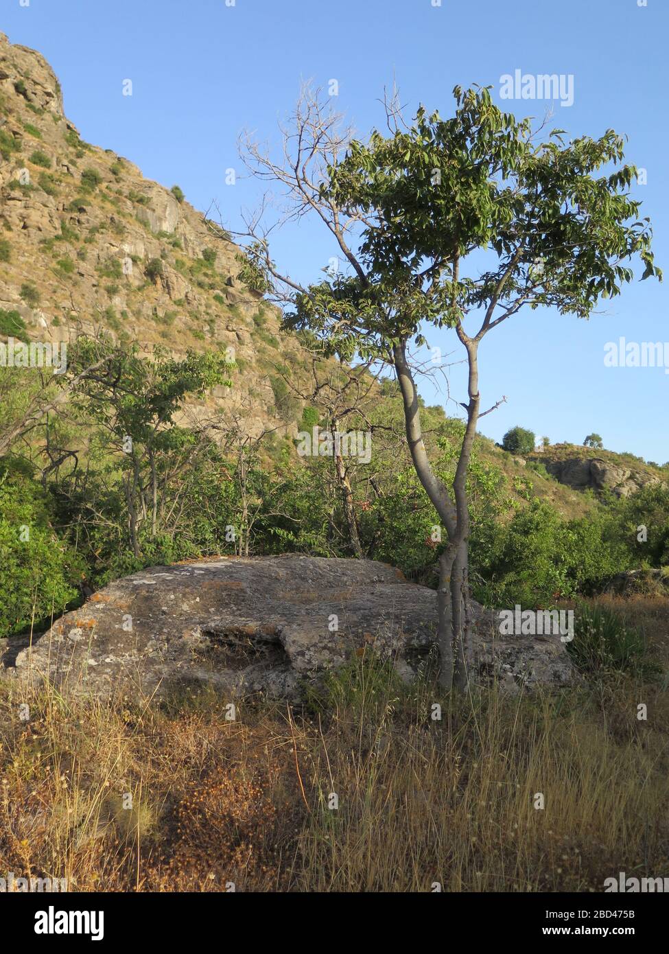 Spindly tree hi-res stock photography and images - Alamy