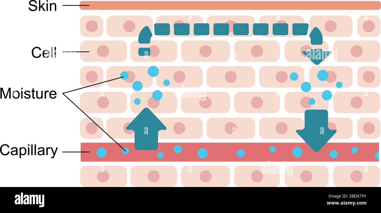 Illustration of normal skin condition (Normal moisture circulation Stock Vector Image & Art - Alamy