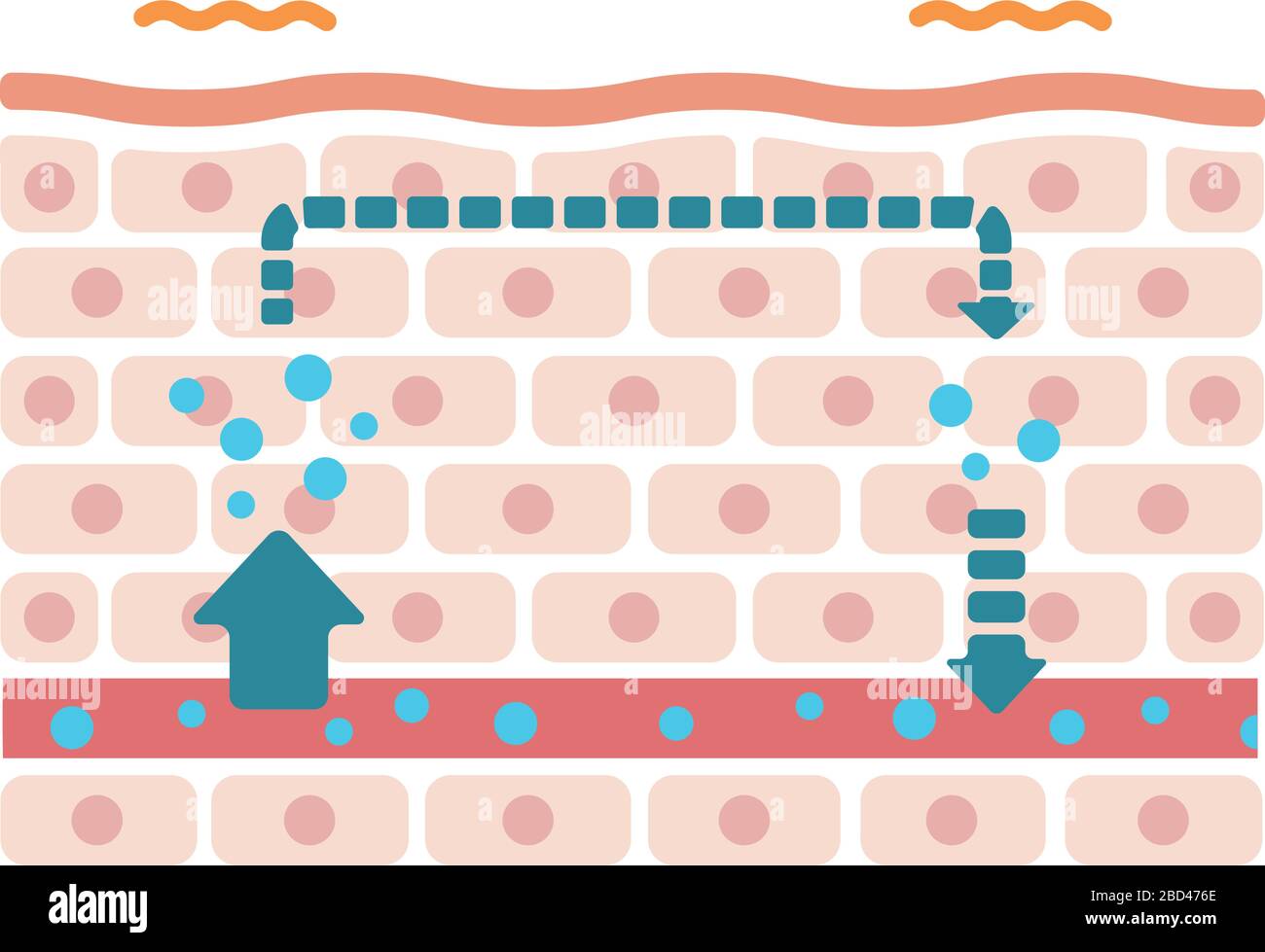 Swollen skin hi-res stock photography and images - Alamy