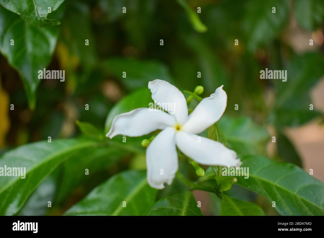 White Fall Flower From Tree on the floor in Autumn Garden Floral Stock ...