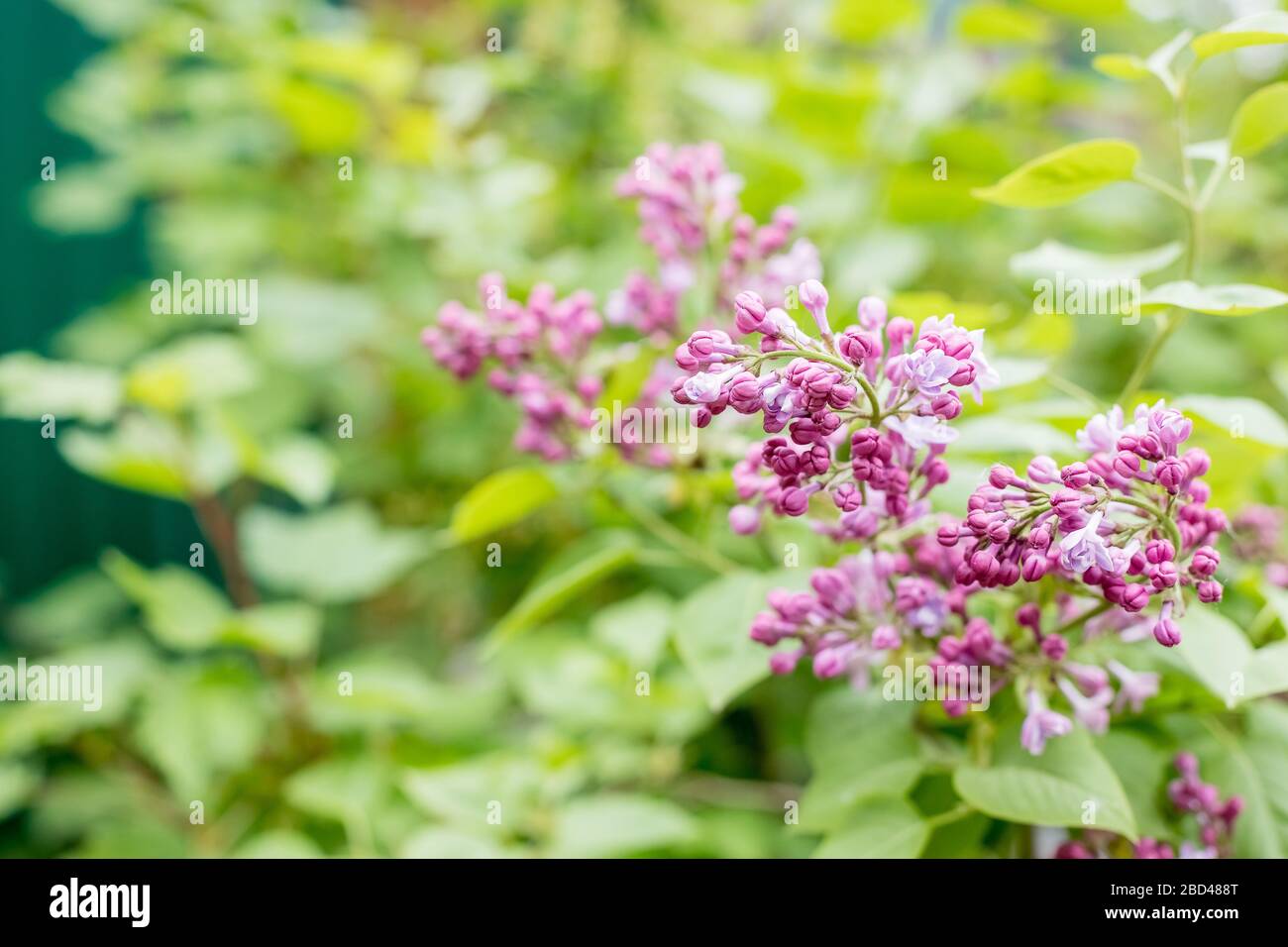 Lilac flowers spring blooming scene. Blossom lilac flowers in spring ...