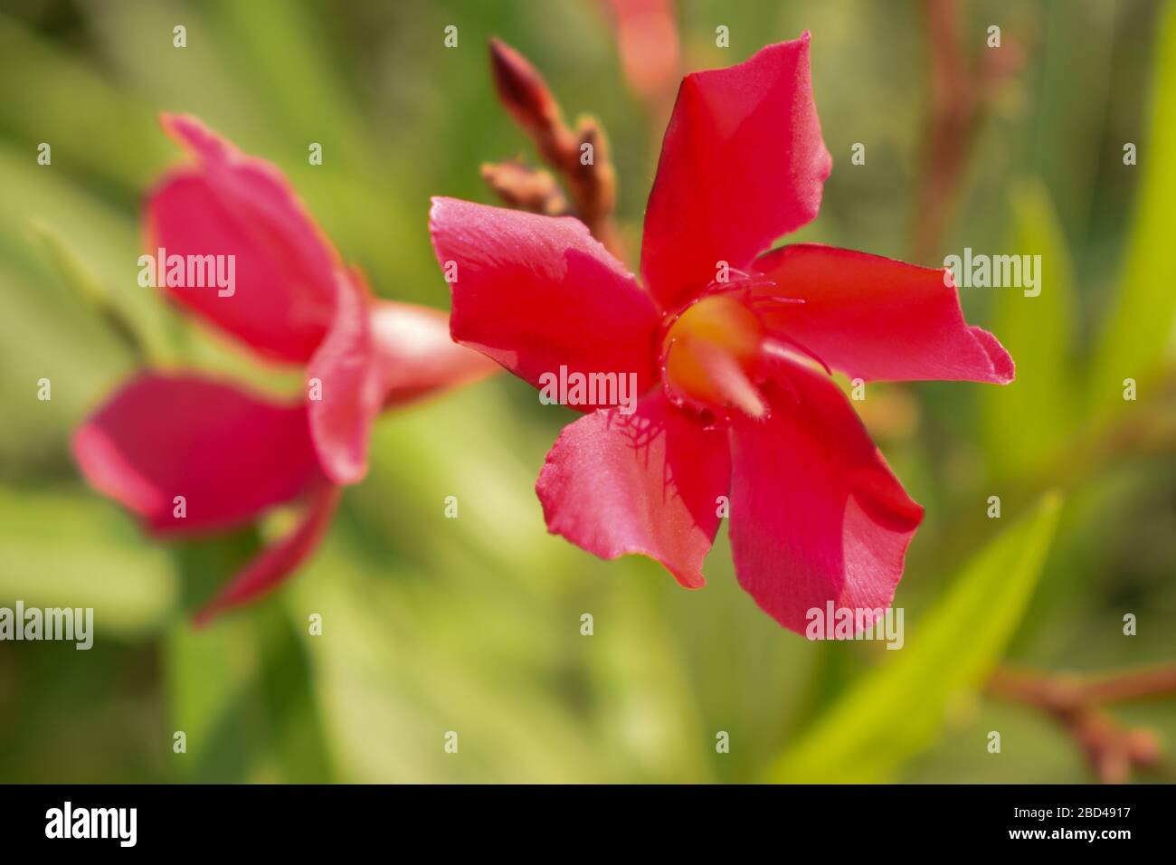 Red flowers tree hi-res stock photography and images - Alamy
