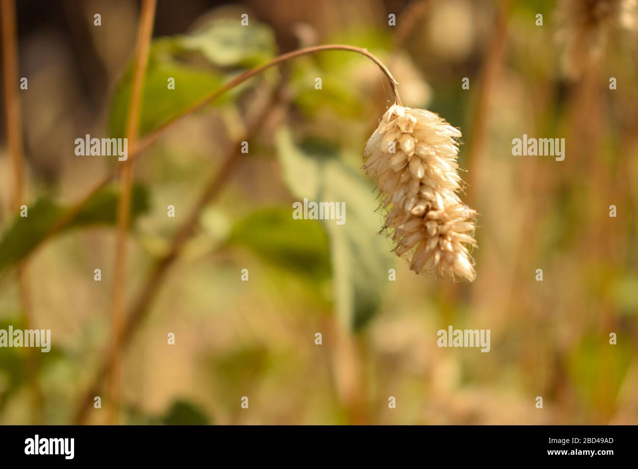 White Fall Flower From Tree on Floor in Garden Floral Stock Photograph ...