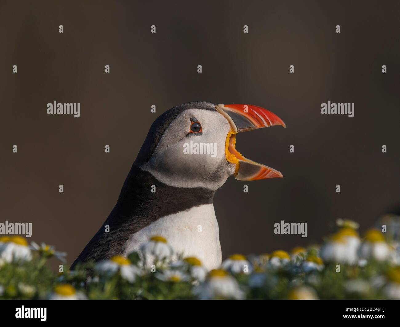 A puffin with its beak wide open , Skomer island , Wales Stock Photo ...