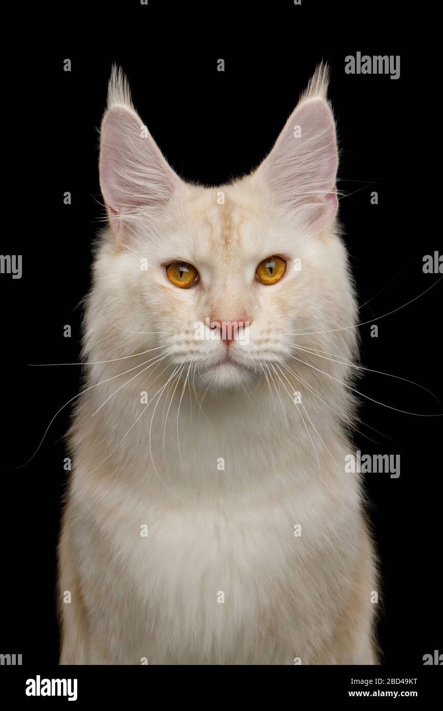 Adorable Portrait of Red Maine Coon Cat with Huge Chest Isolated on ...