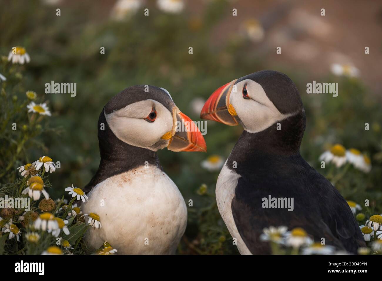 Two puffins "billing" , display of affection Stock Photo - Alamy