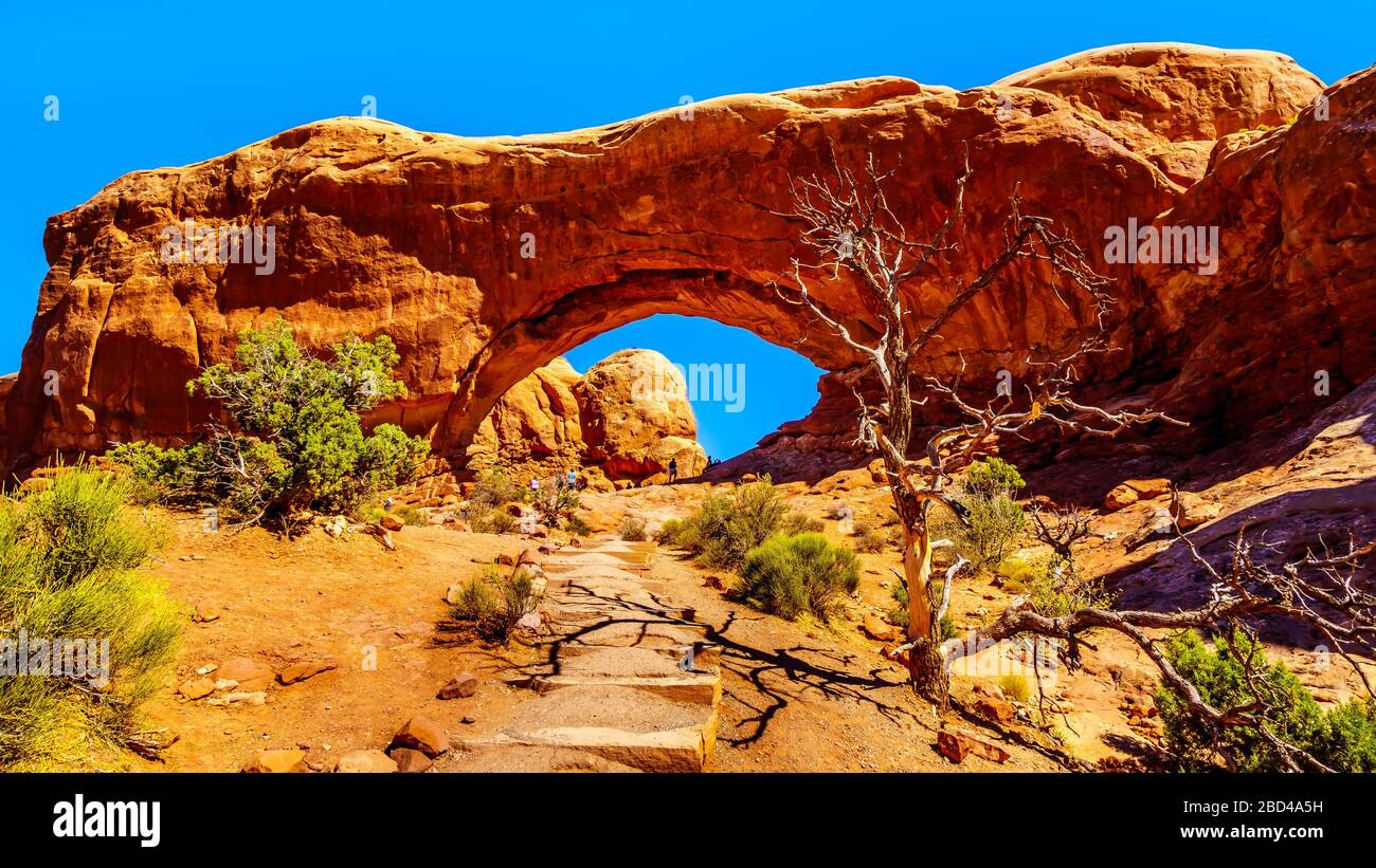 A Dead Tree on the Hiking Trail to the North Window Arch, one of the ...