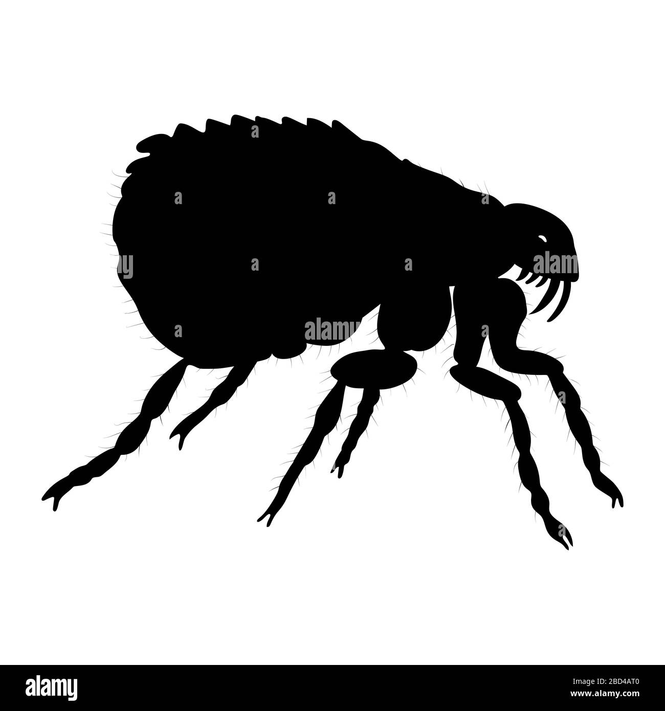Cat Flea Stock Vector Images - Alamy