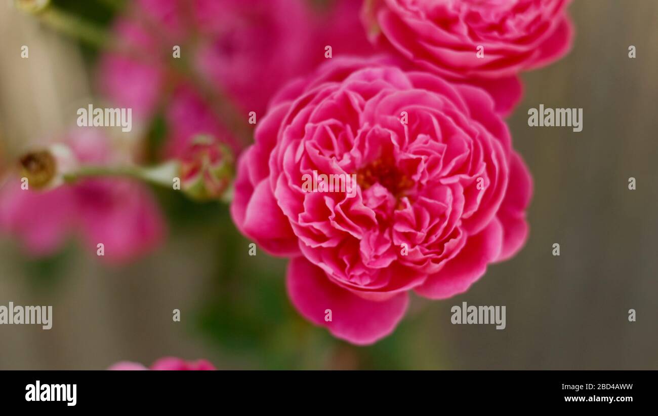 Rose flower wallpaper hi-res stock photography and images - Alamy