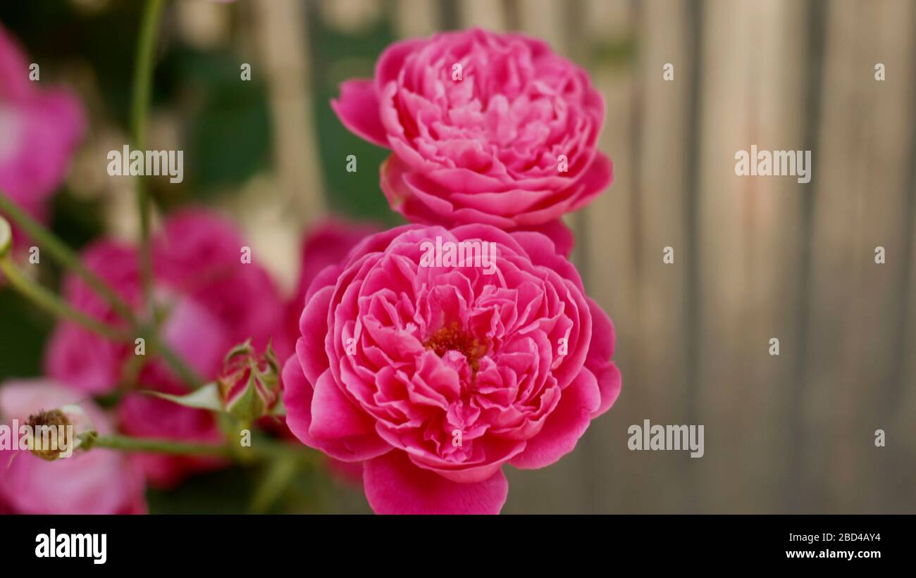 Beautiful flower images wallpapers hi-res stock photography and images ...