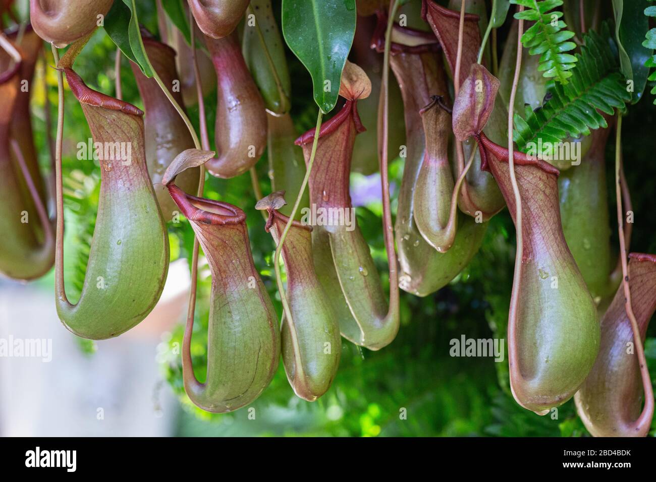 Nepenthes, Tropical pitcher plants and monkey cups (nepenthaceae) in ...