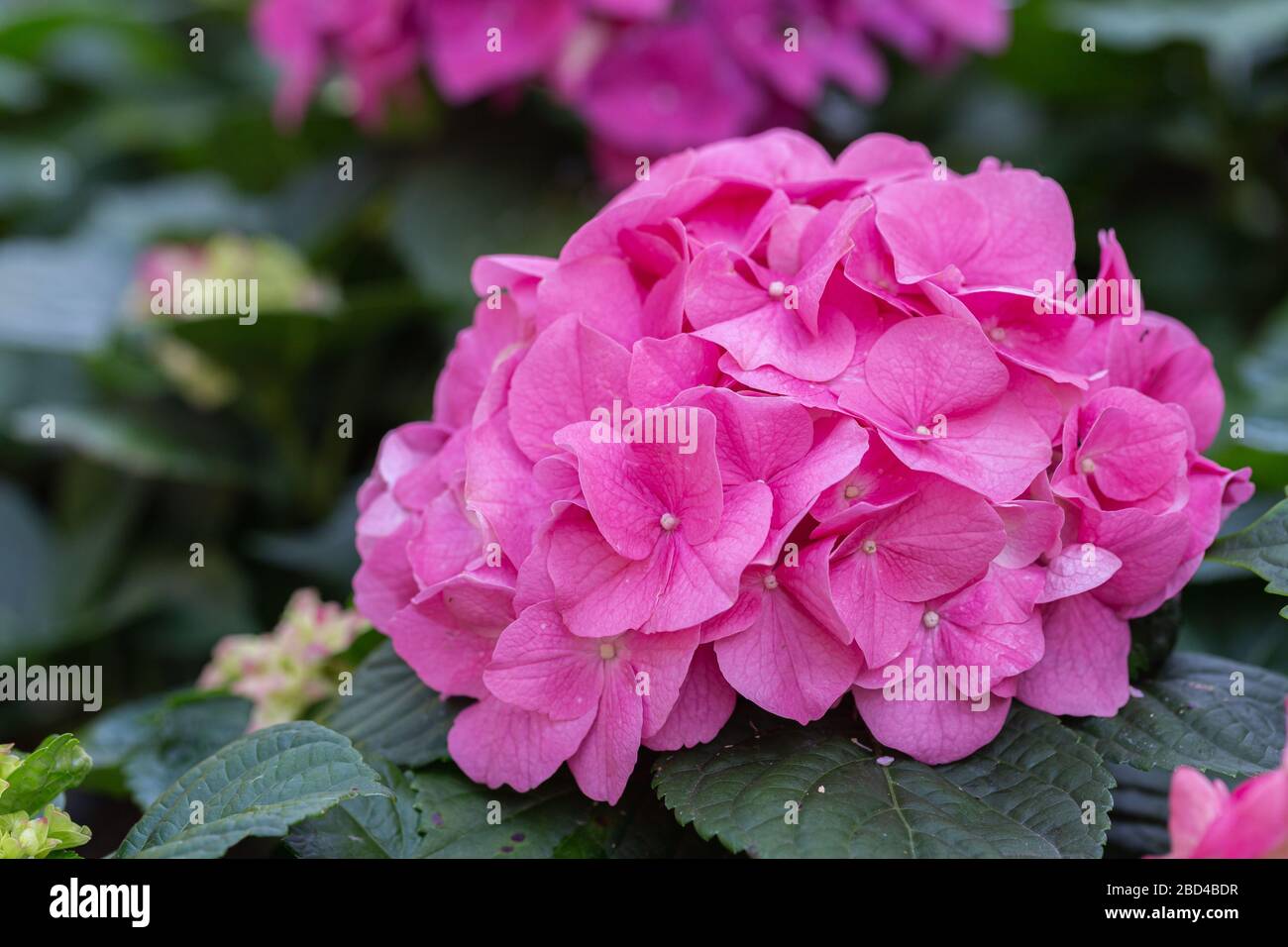 Hydenyia flower in garden at sunny summer or spring day Stock Photo - Alamy