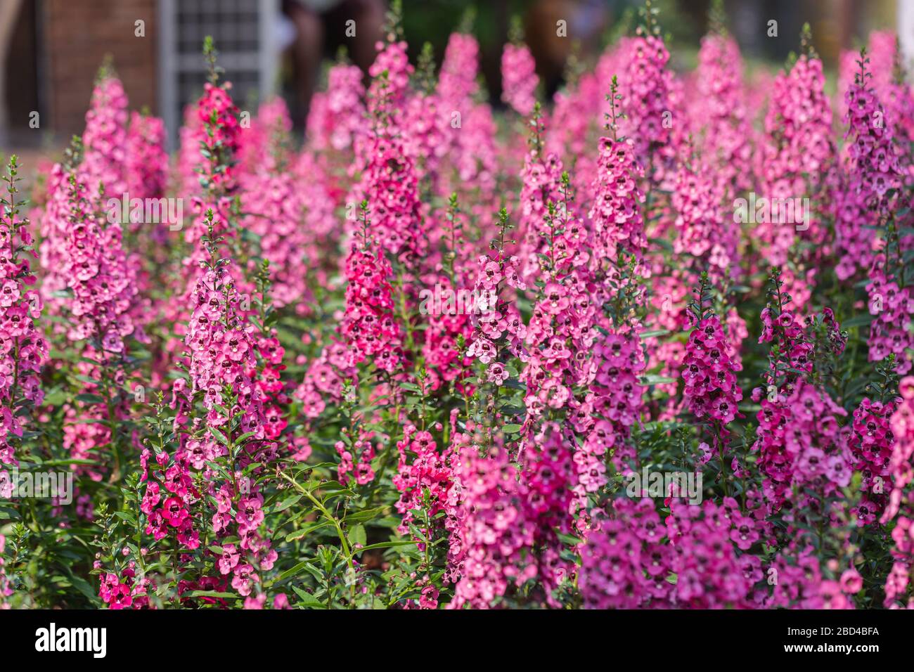 Angelonia serena purple hi-res stock photography and images - Alamy