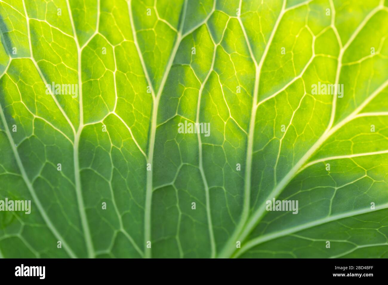 Cabbage green leaf texture background for health, food and agriculture ...