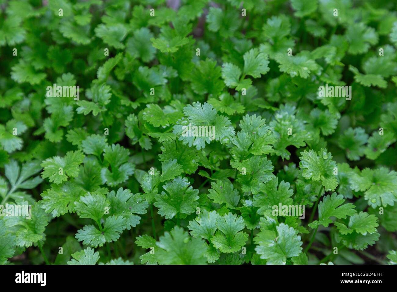 Coriander plant in vegetables garden for health, food and agriculture ...