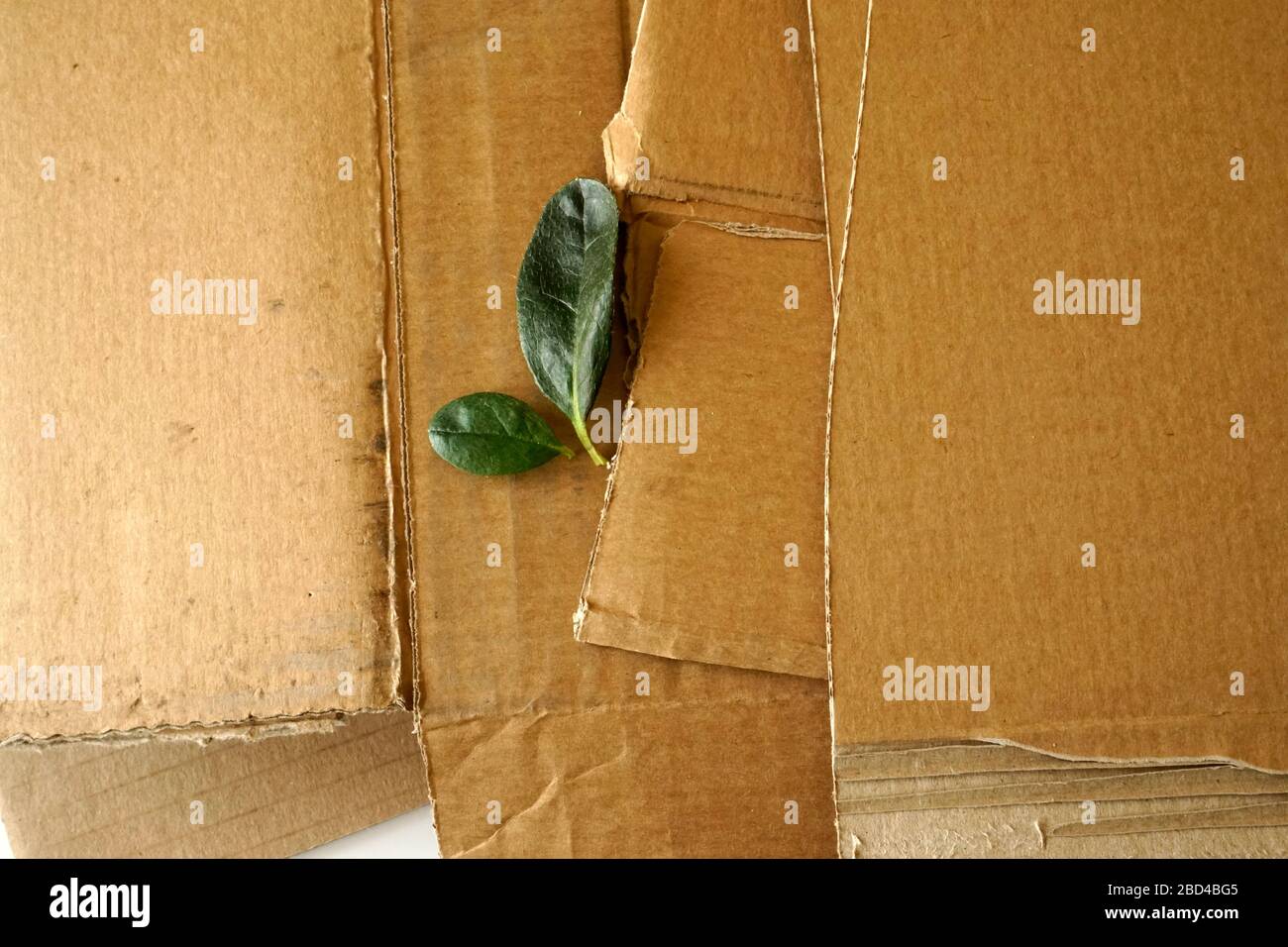 Sheets of brown corrugated cardboard and green leaves. Stacked carton ...
