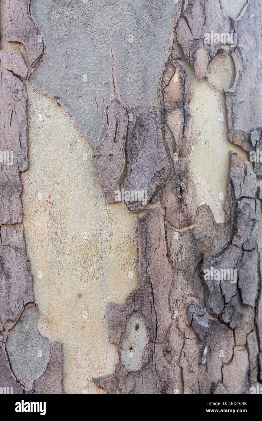 tree Bark Texture Close Up Stock Photo - Alamy