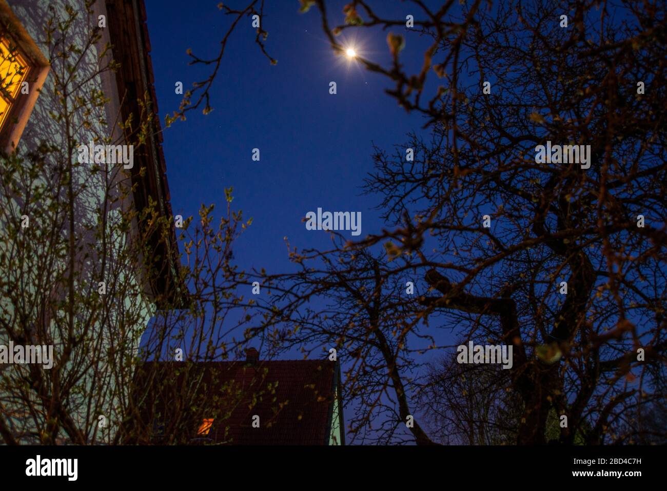 View of the moon behind trees after sunset Stock Photo - Alamy