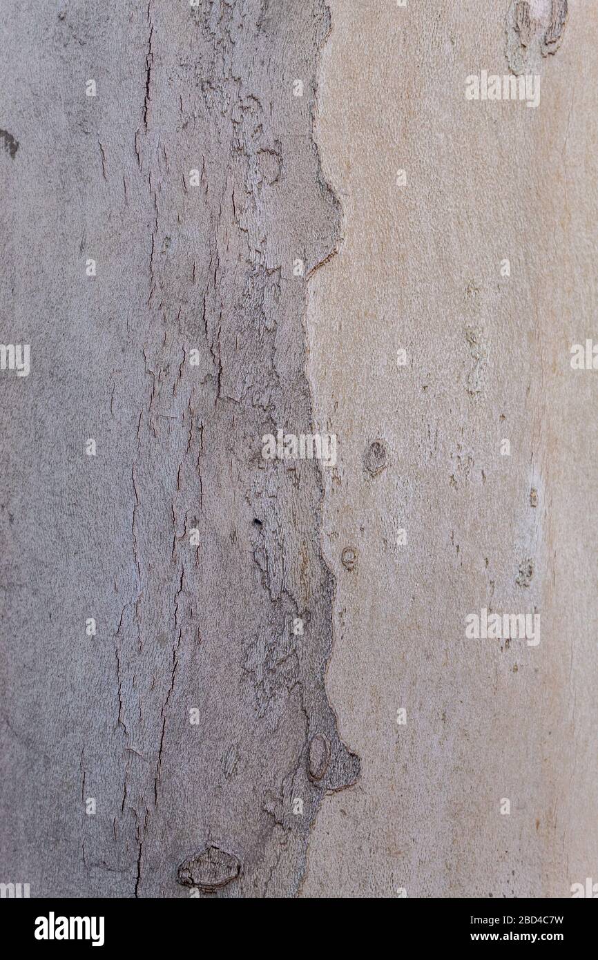 tree Bark Texture Close Up Stock Photo - Alamy