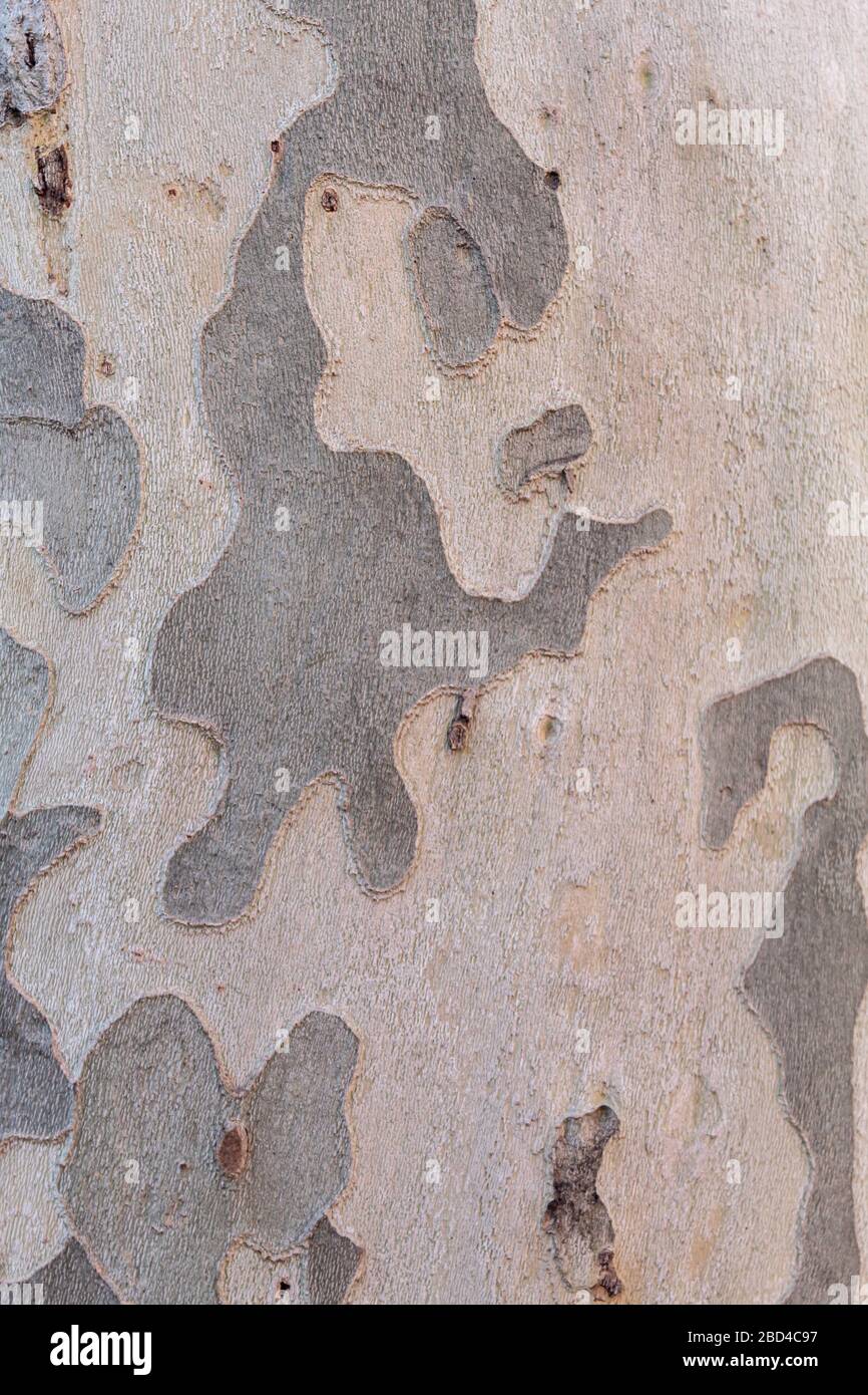 tree Bark Texture Close Up Stock Photo - Alamy
