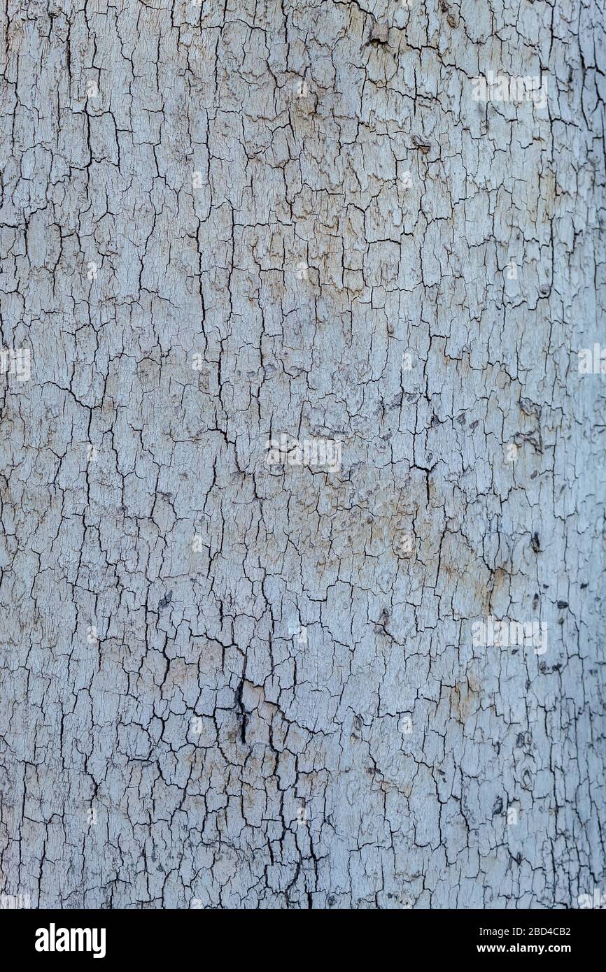 tree Bark Texture Close Up Stock Photo - Alamy