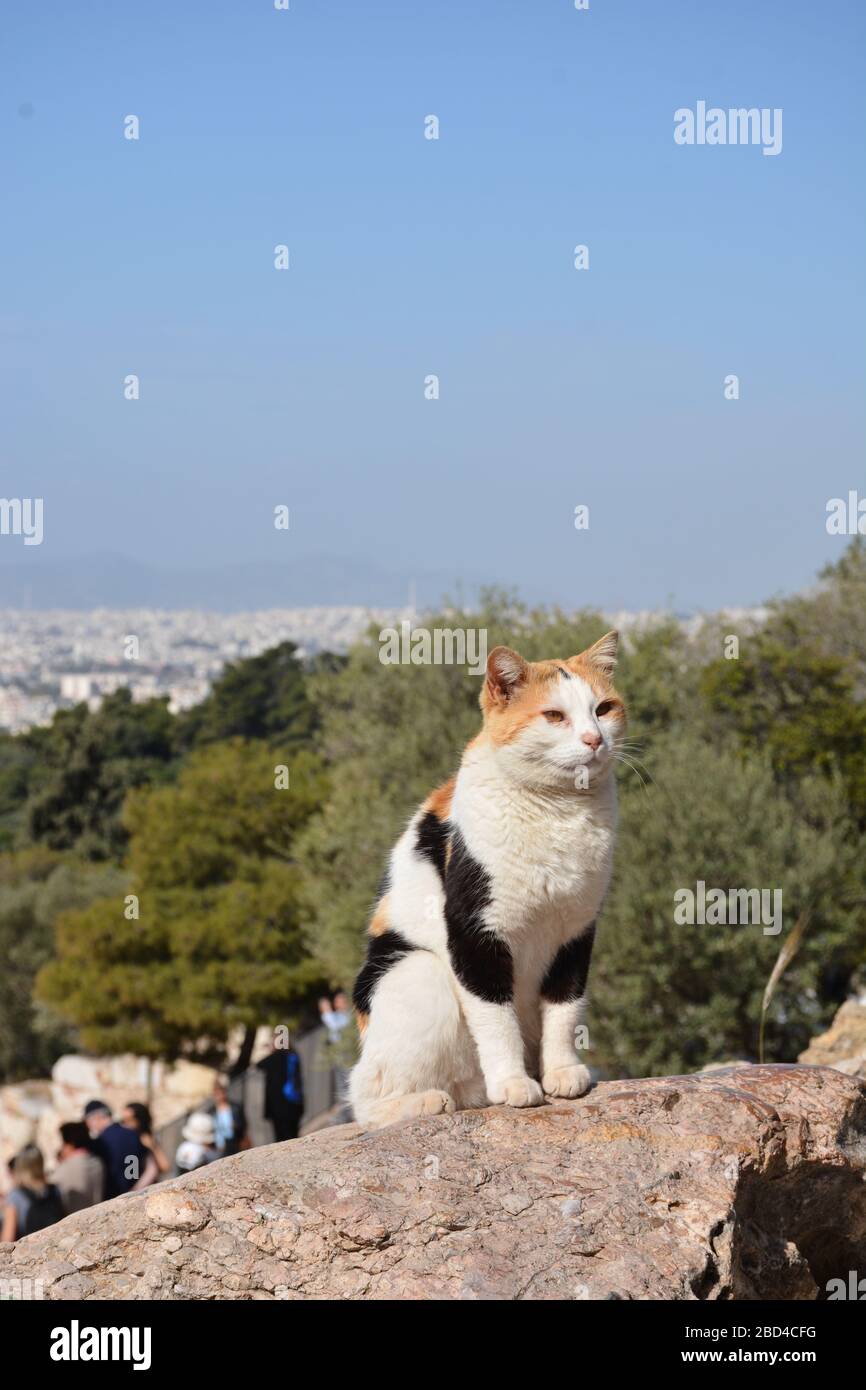 Cat in greek ruins hi-res stock photography and images - Alamy