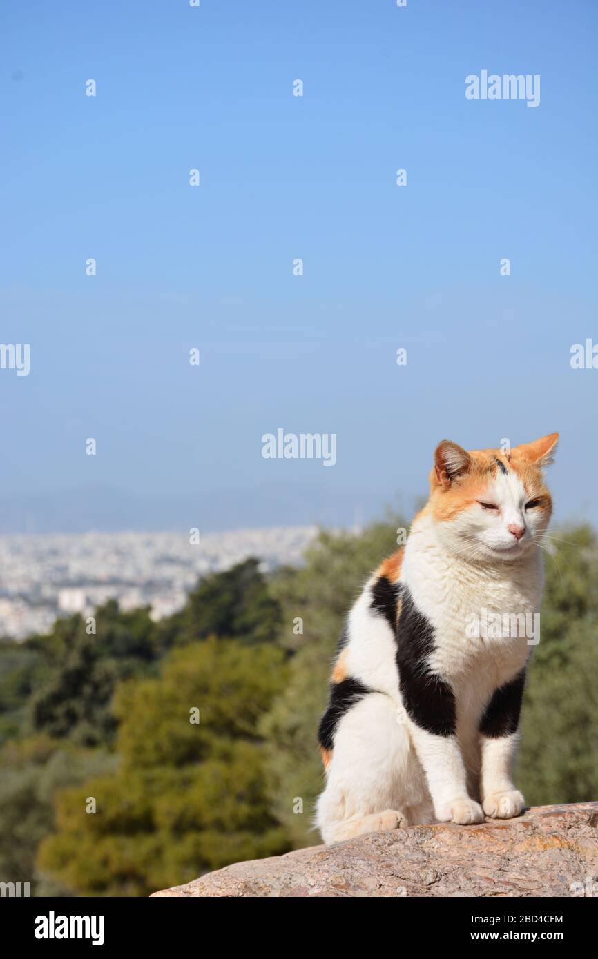 Cat in greek ruins hi-res stock photography and images - Alamy