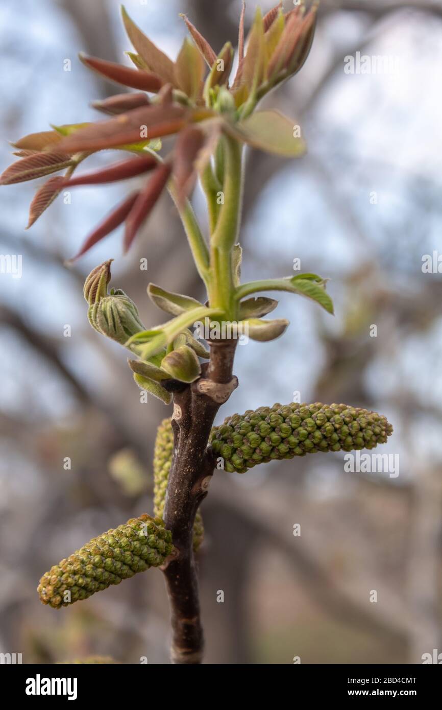 Walnut Spring Blossom Close Up Stock Photo - Alamy