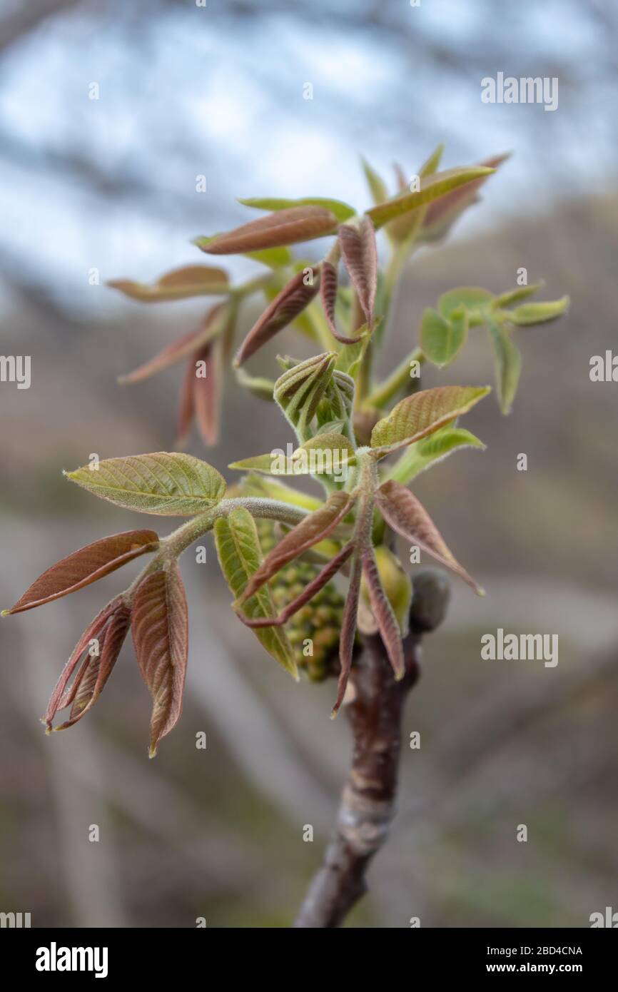 Walnut flower buds hi-res stock photography and images - Alamy