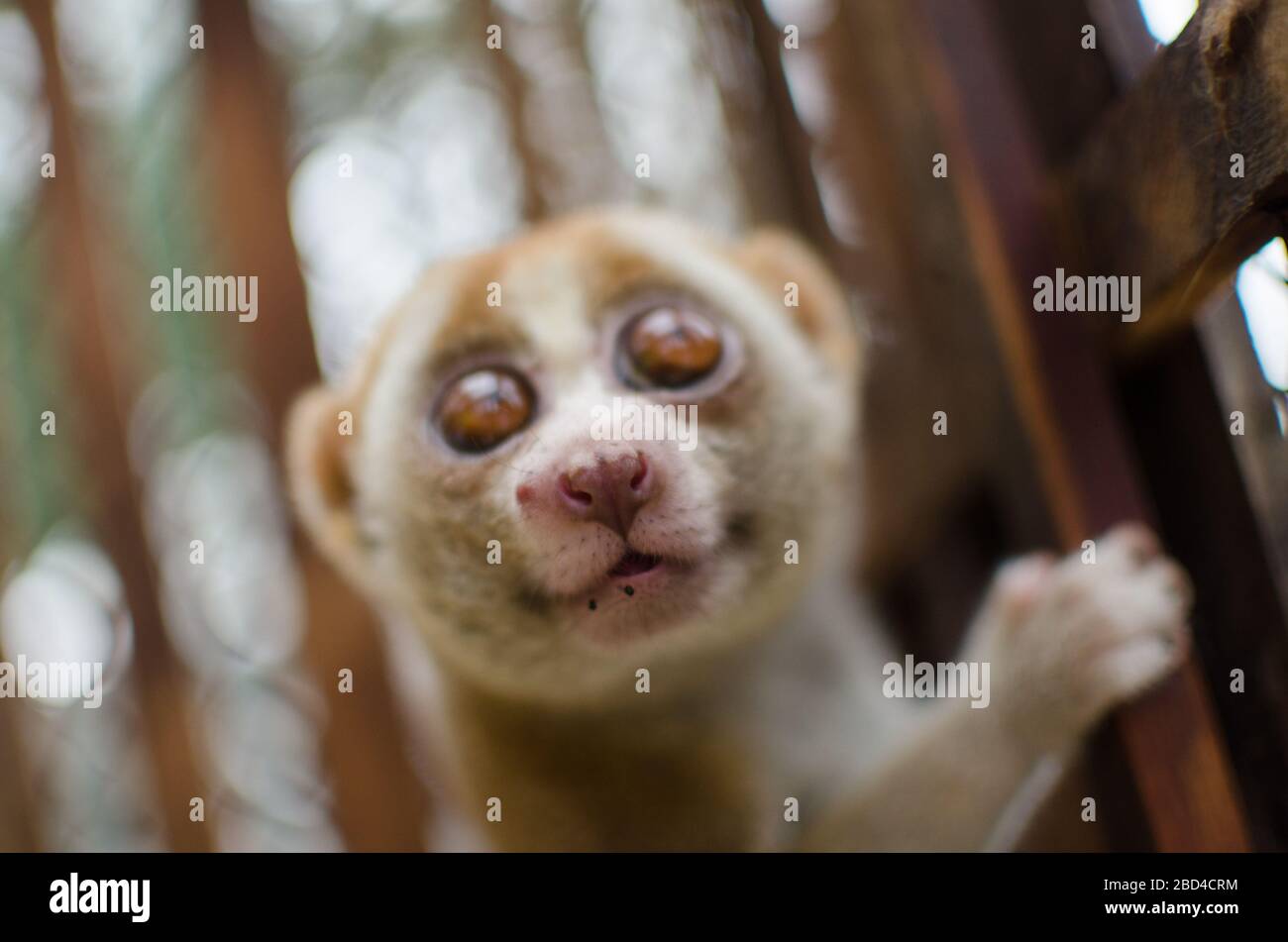 Lorises are nocturnal and locomotion is a slow and cautious climbing ...
