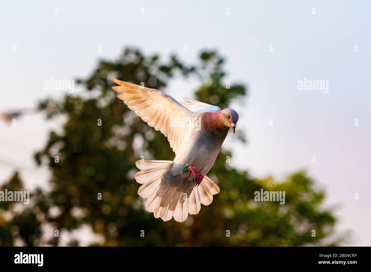 homing pigeon bird flying mid air Stock Photo - Alamy