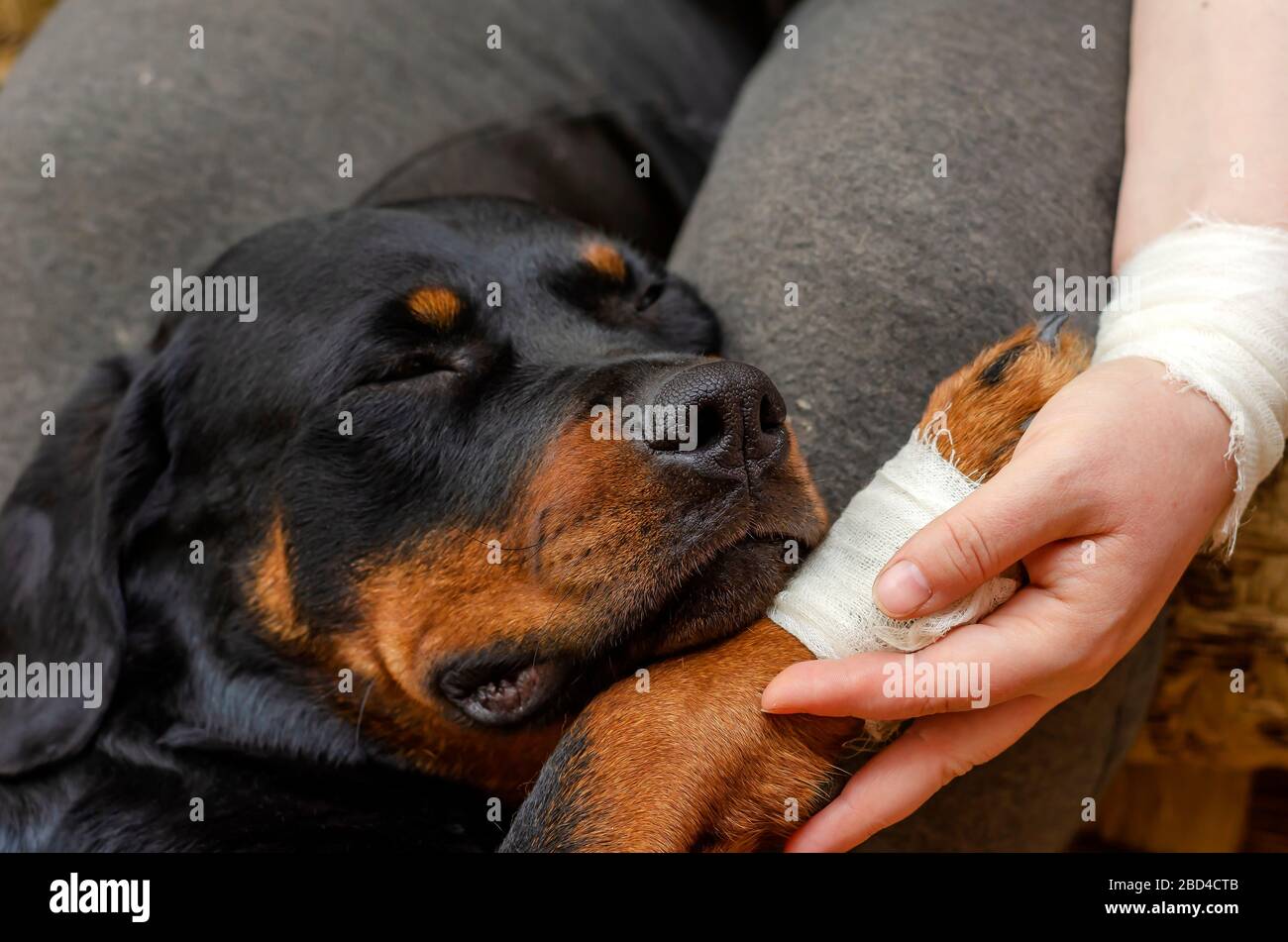 Portrait of a rottweiler with bandaged paw. Sick Pet is sleeping on a ...