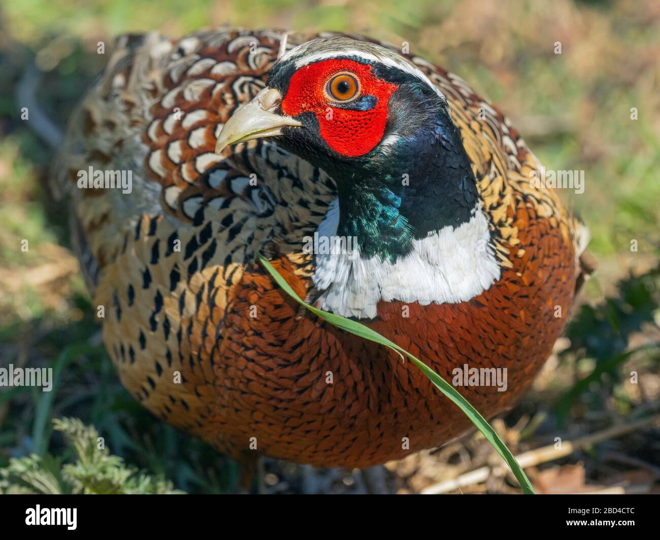 Male sporting hi-res stock photography and images - Alamy