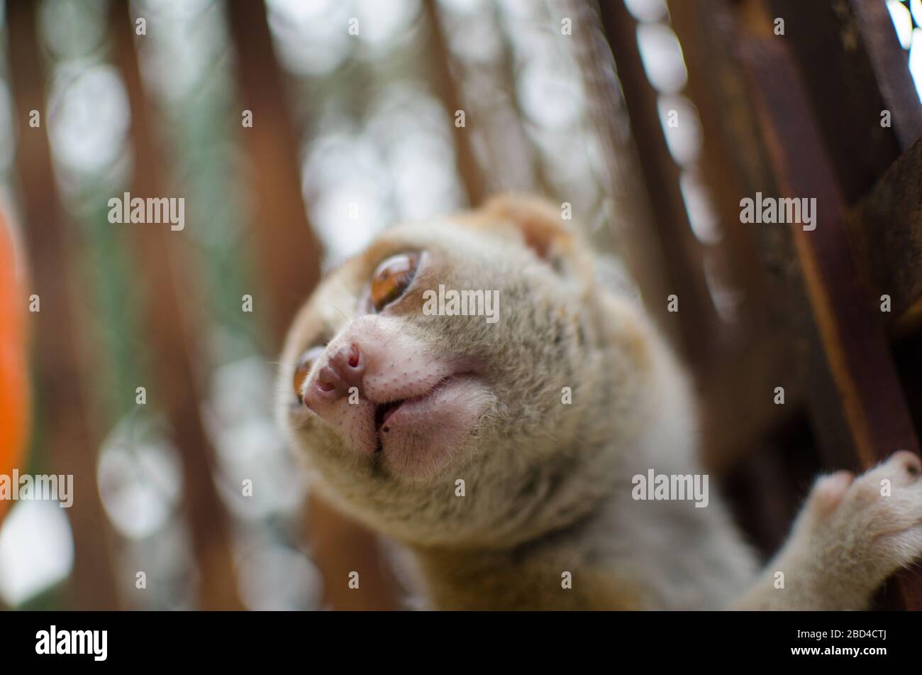 Lorises are nocturnal and locomotion is a slow and cautious climbing ...