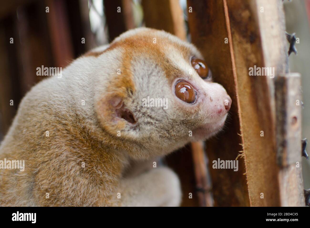 Lorises are nocturnal and locomotion is a slow and cautious climbing ...