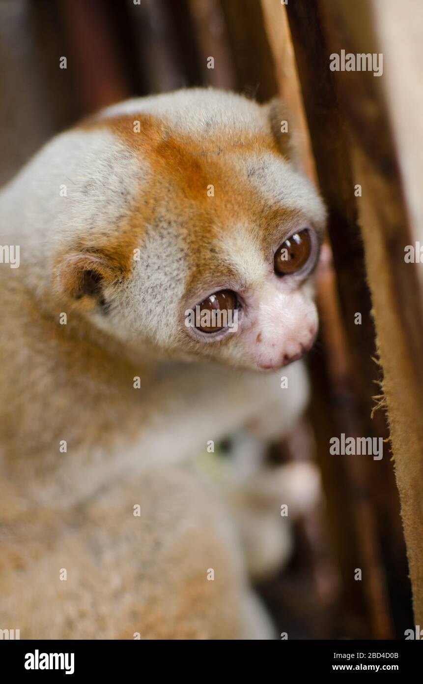 Lorises are nocturnal and locomotion is a slow and cautious climbing ...