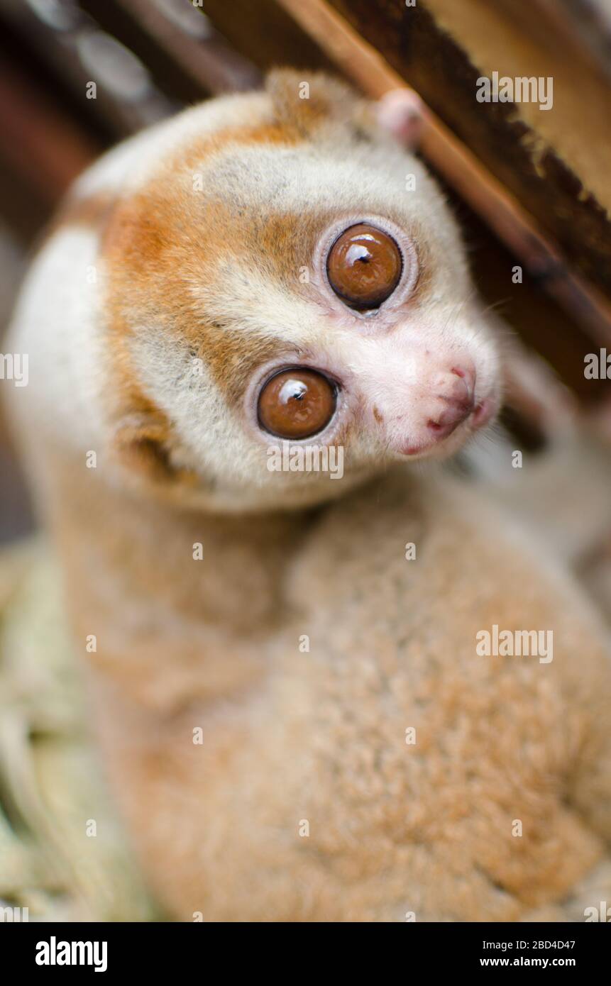 Lorises are nocturnal and locomotion is a slow and cautious climbing ...