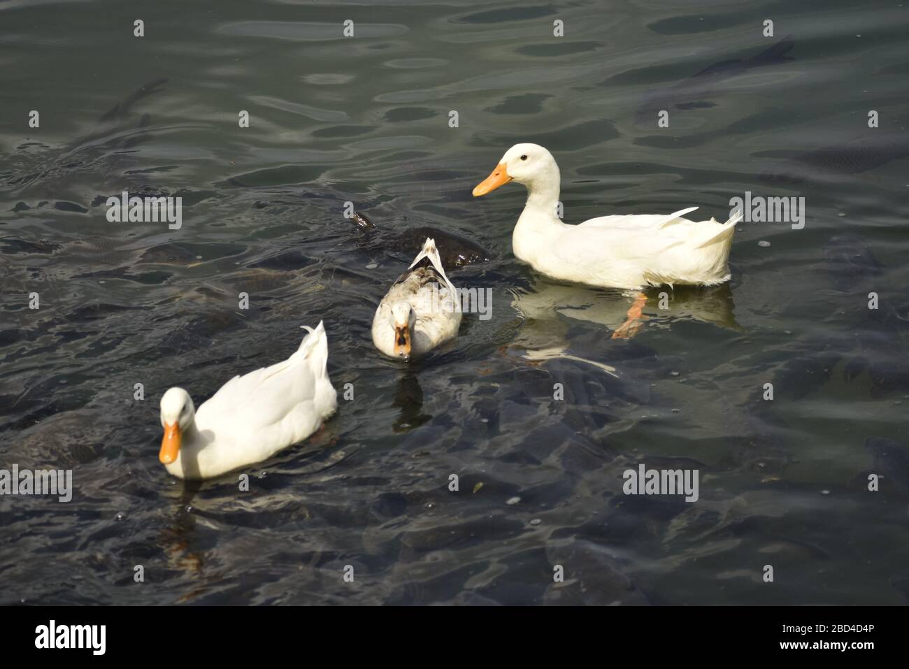 Mansar river hi-res stock photography and images - Alamy