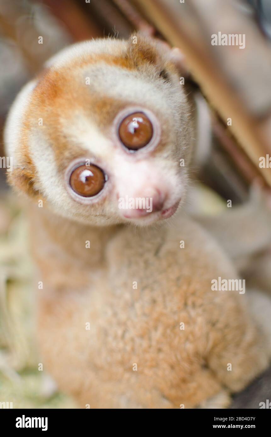 Lorises are nocturnal and locomotion is a slow and cautious climbing ...