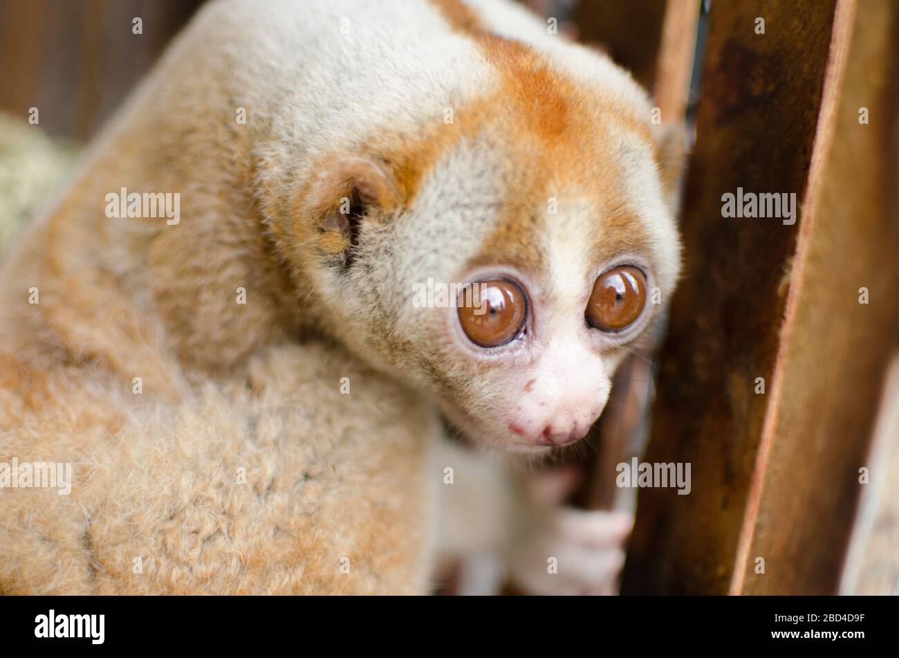 Lorises are nocturnal and locomotion is a slow and cautious climbing ...