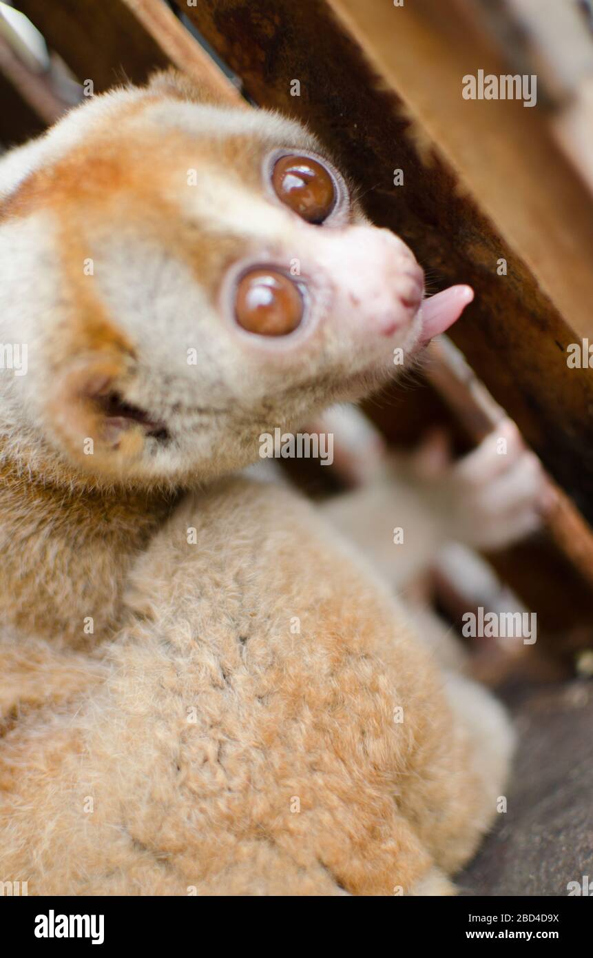 Lorises are nocturnal and locomotion is a slow and cautious climbing ...