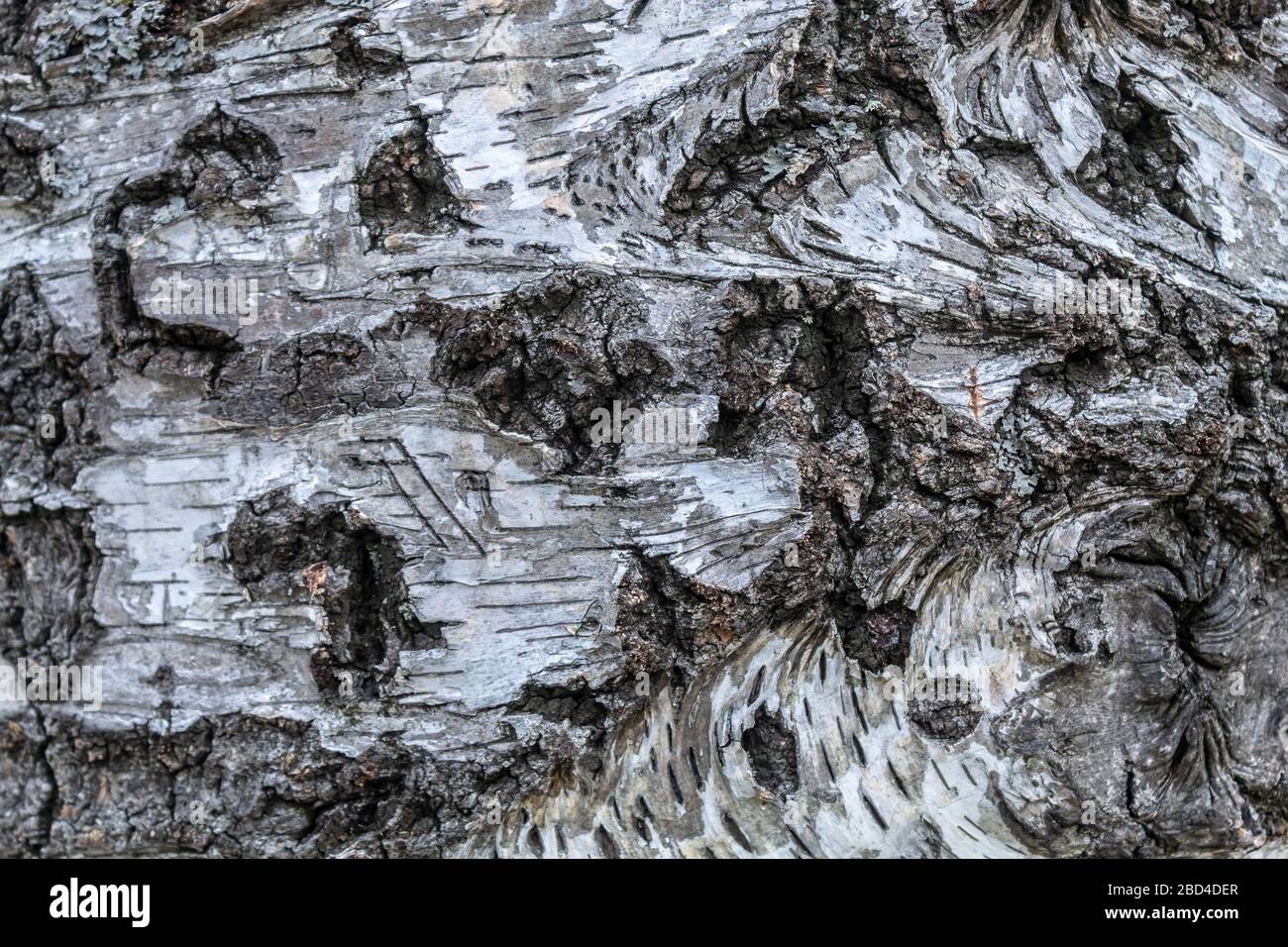 tree Bark Texture Close Up Stock Photo - Alamy